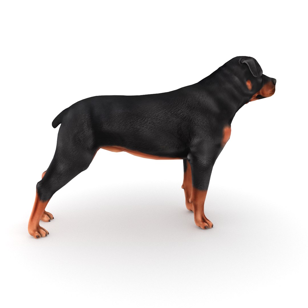 3D model rottweiler dog - TurboSquid 1380642