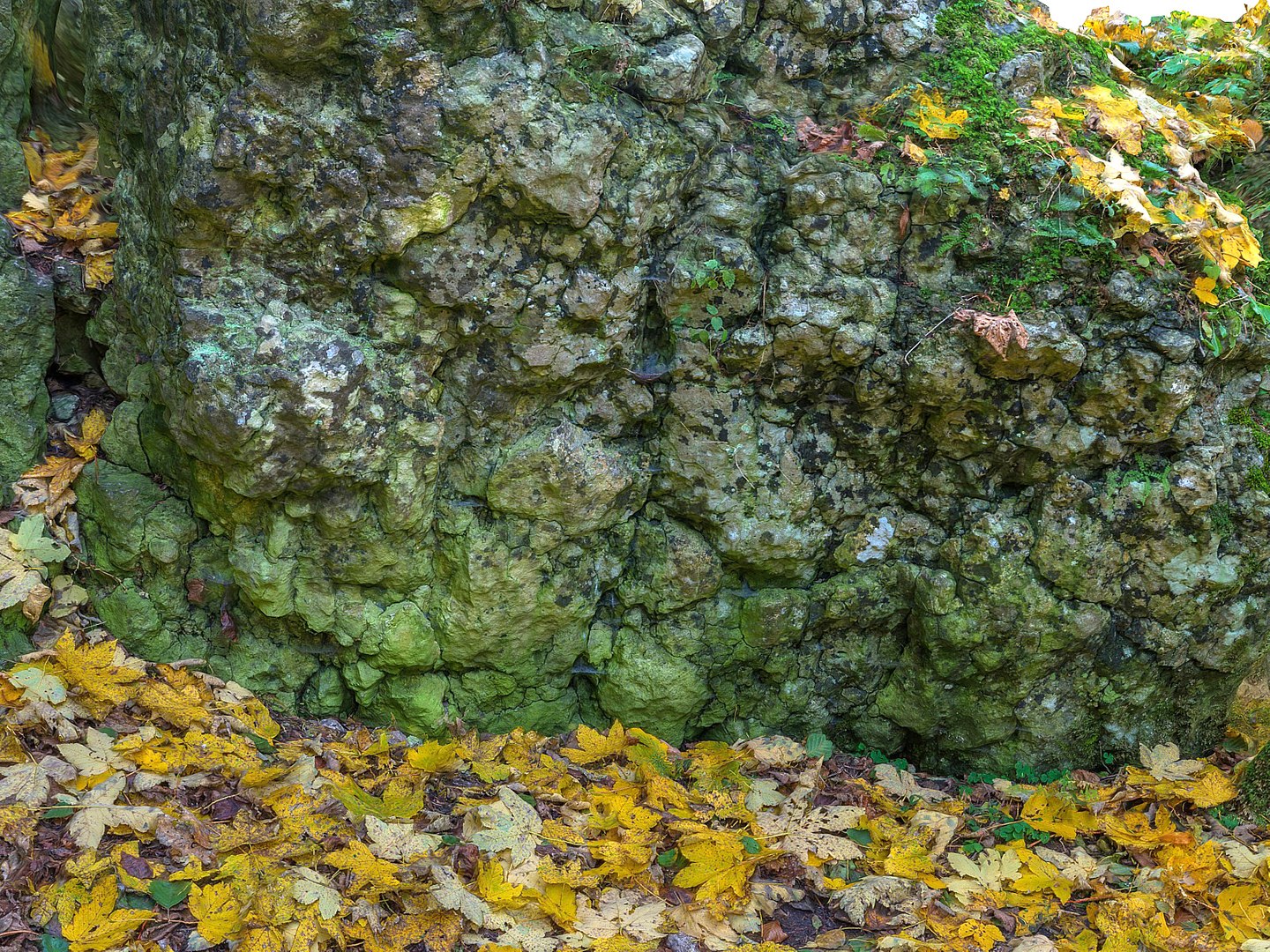 Max Rock Forest Autumn 8k