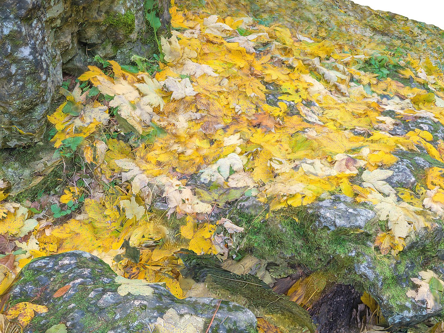 Max Rock Forest Autumn 8k