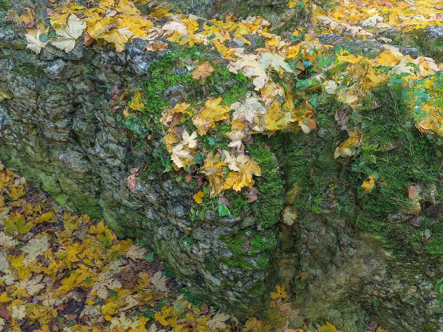 Max Rock Forest Autumn 8k