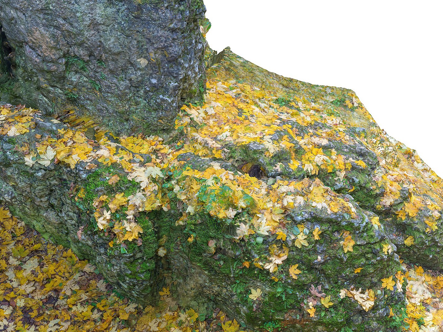 Max Rock Forest Autumn 8k