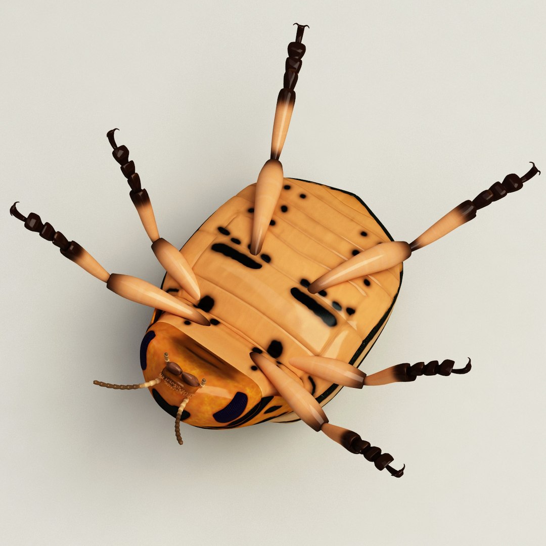 insects v3 3d model