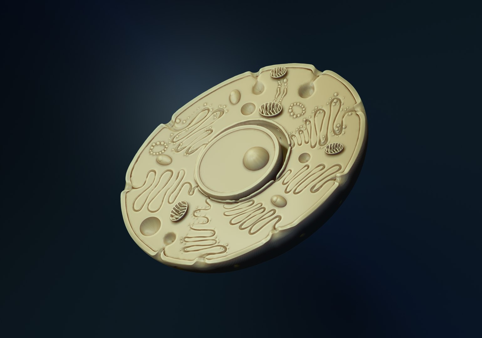 Animal Cell 3D Model - TurboSquid 1768854