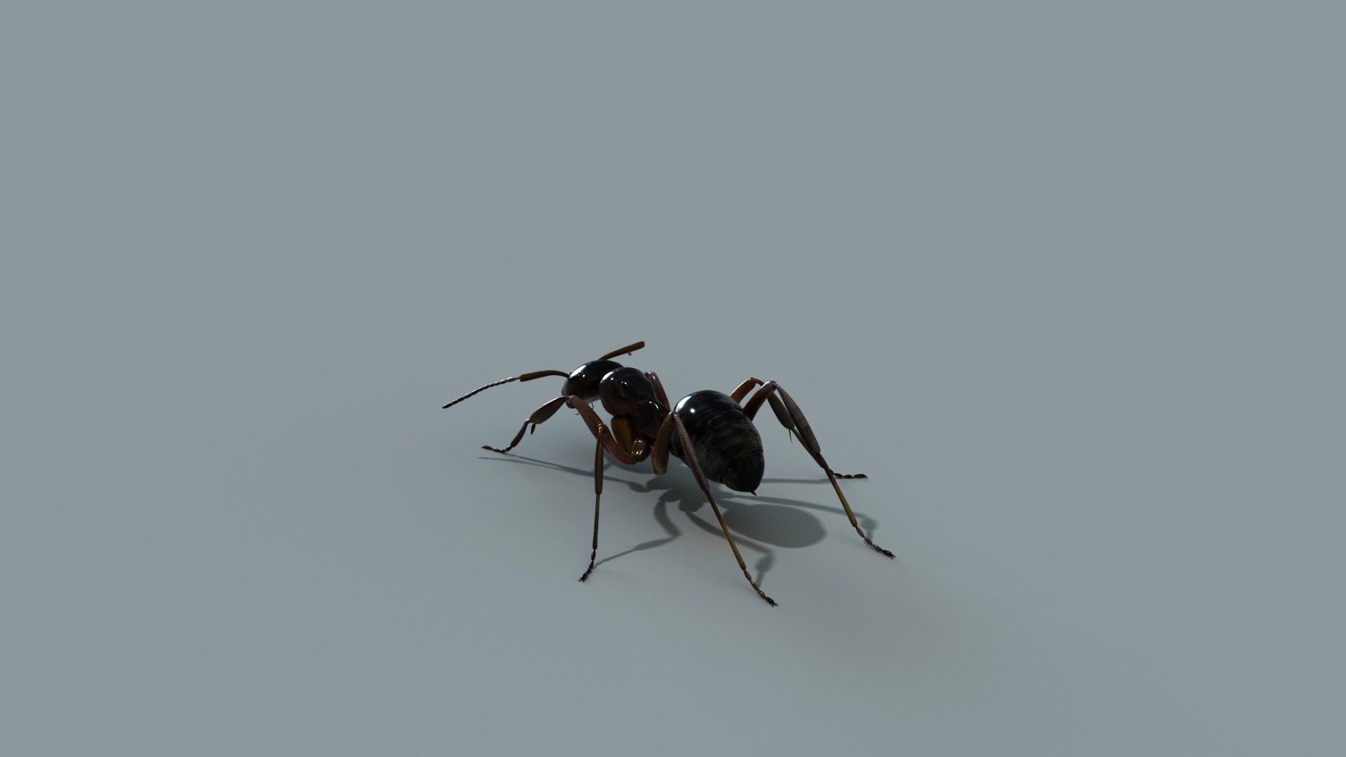 3D Model Ant Rig 3D Model - TurboSquid 2145888
