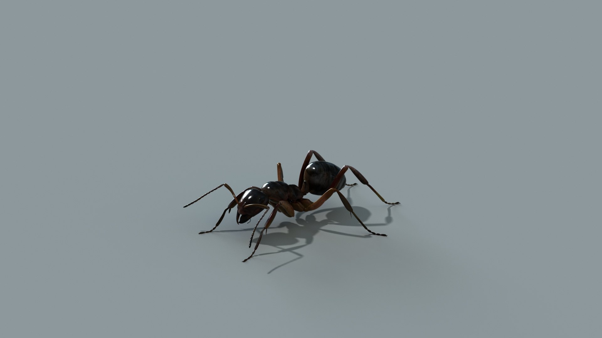3D Model Ant Rig 3D Model - TurboSquid 2145888