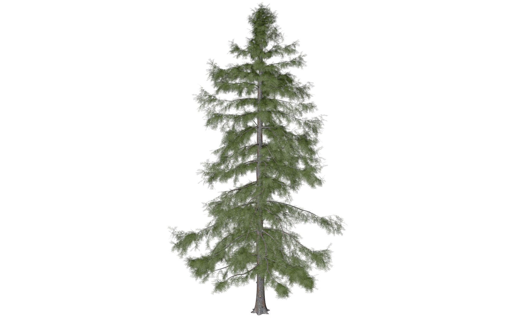 Alaska Cedar Tree Collection 3D Model - TurboSquid 2377888