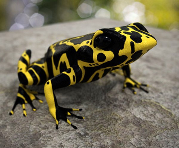 3d exotic frogs model