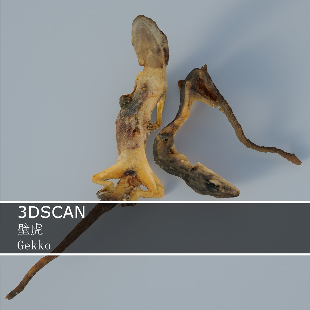 SCAN-Traditional Chinese Medicine-Gekko Model - TurboSquid 2125195