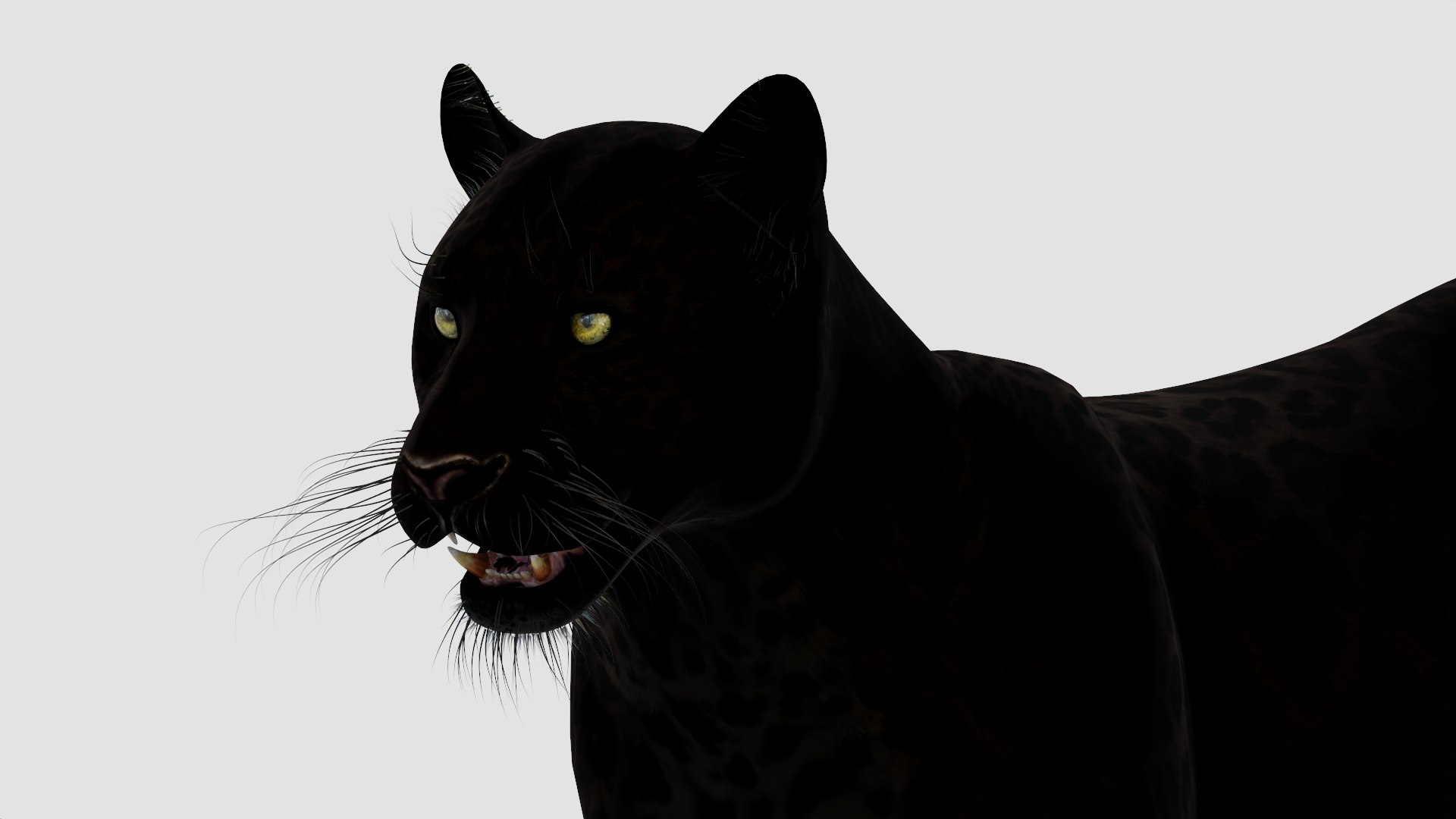 Panther Black Animal 3d Model
