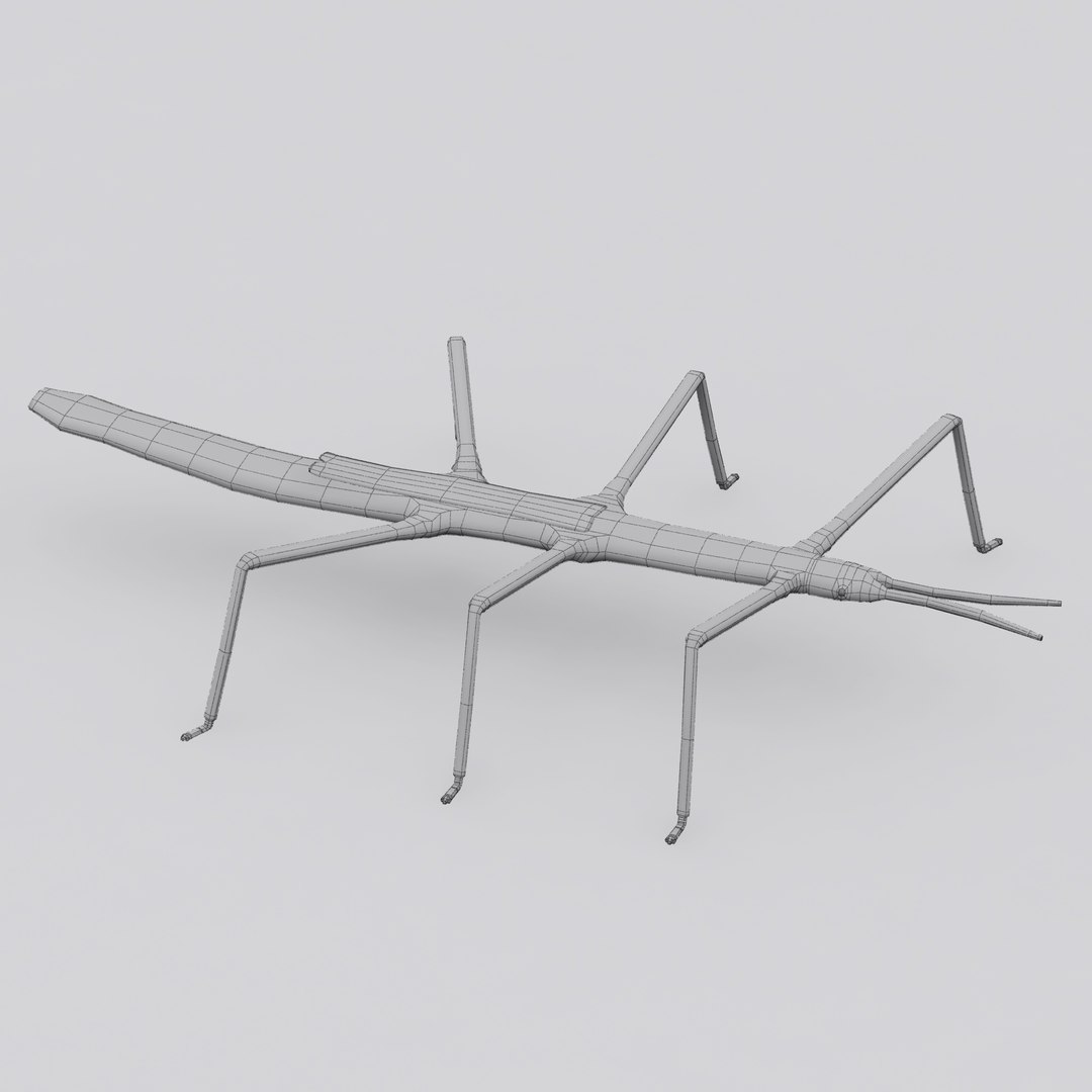 Stick Insect 3D Model - TurboSquid 1318710