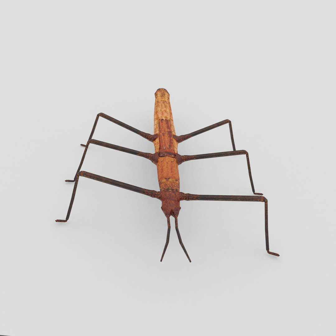 Stick Insect 3D Model - TurboSquid 1318710