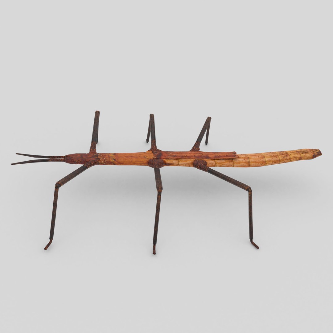 Stick Insect 3D Model - TurboSquid 1318710