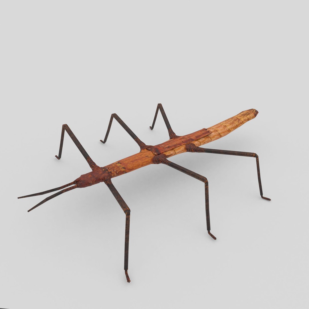 Stick Insect 3D Model - TurboSquid 1318710