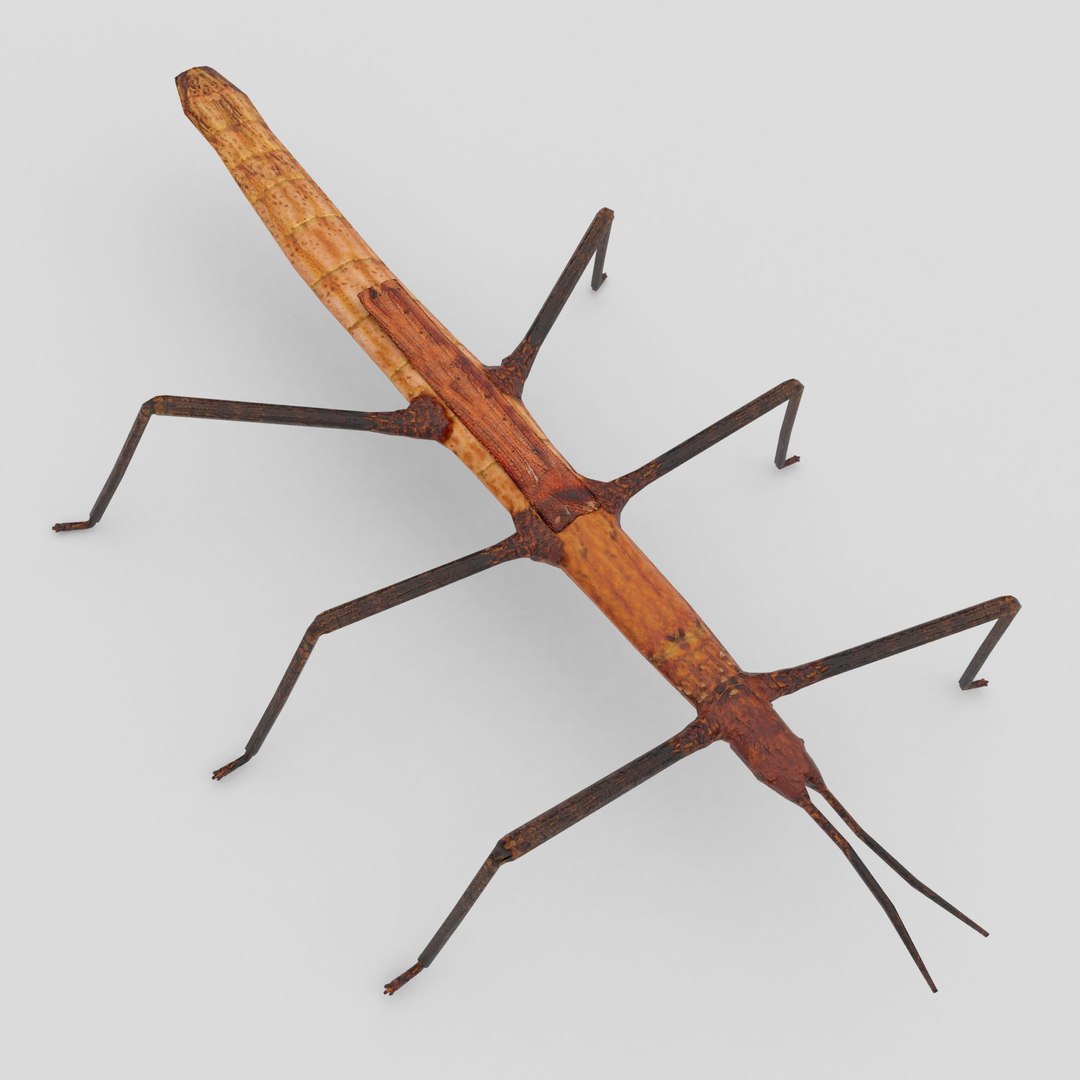 Stick Insect 3D Model - TurboSquid 1318710