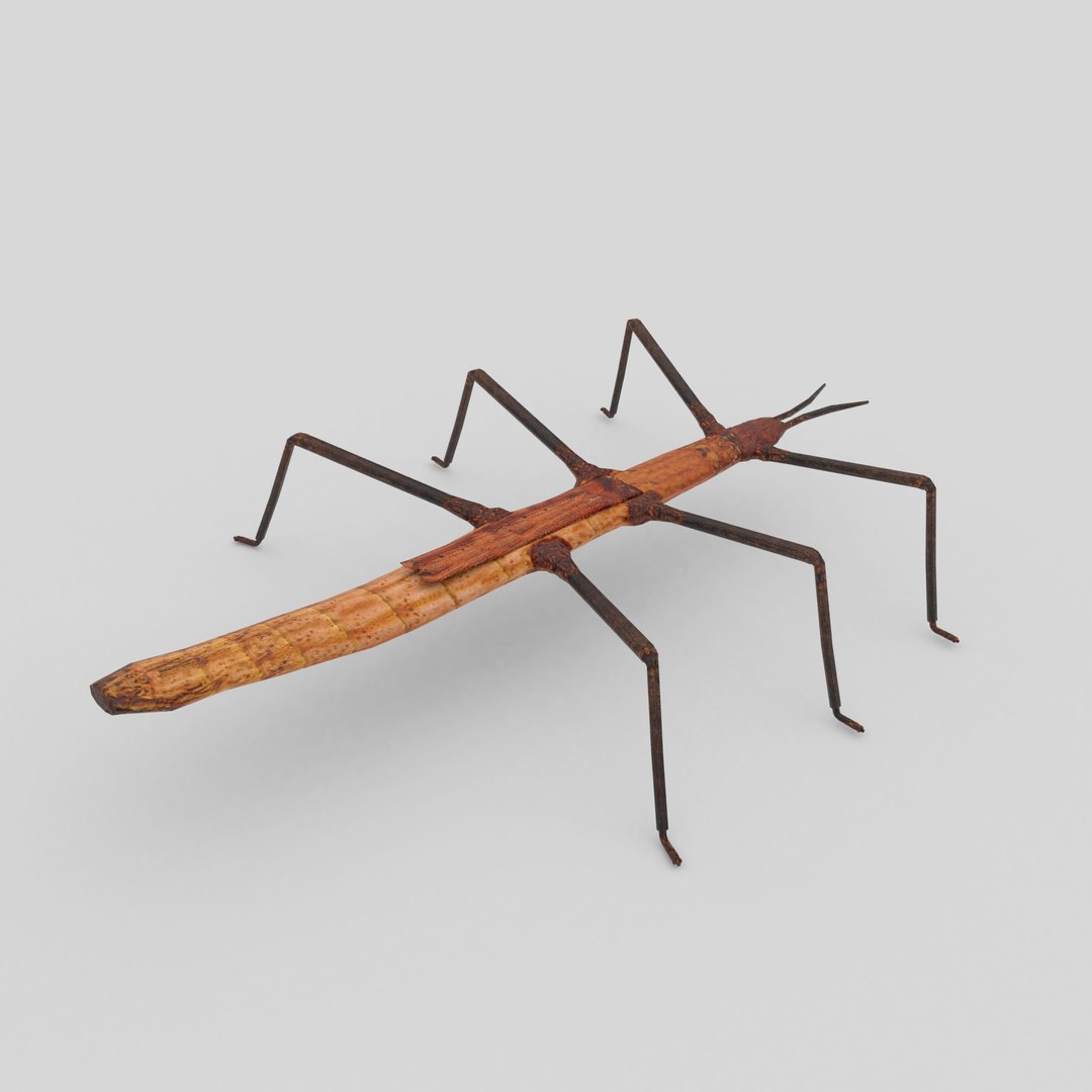 Stick insect 3D model - TurboSquid 1318710