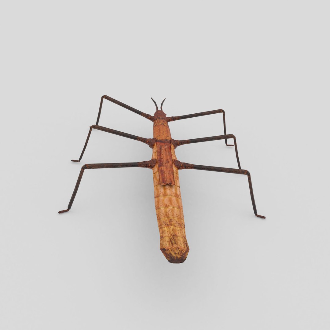 Stick Insect 3D Model - TurboSquid 1318710