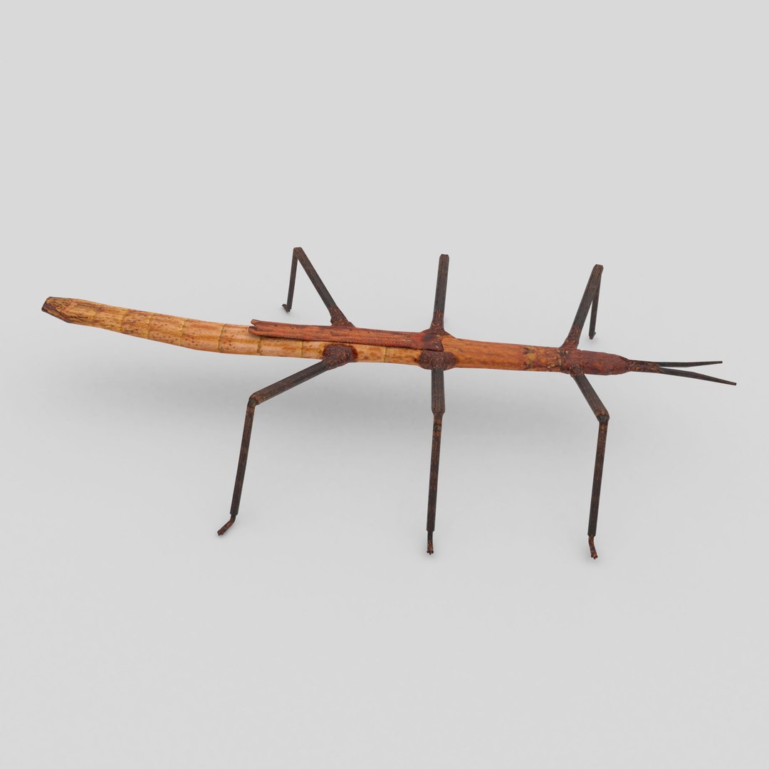 Stick Insect 3D Model - TurboSquid 1318710
