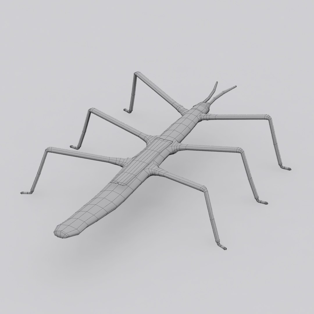 Stick insect 3D model - TurboSquid 1318710