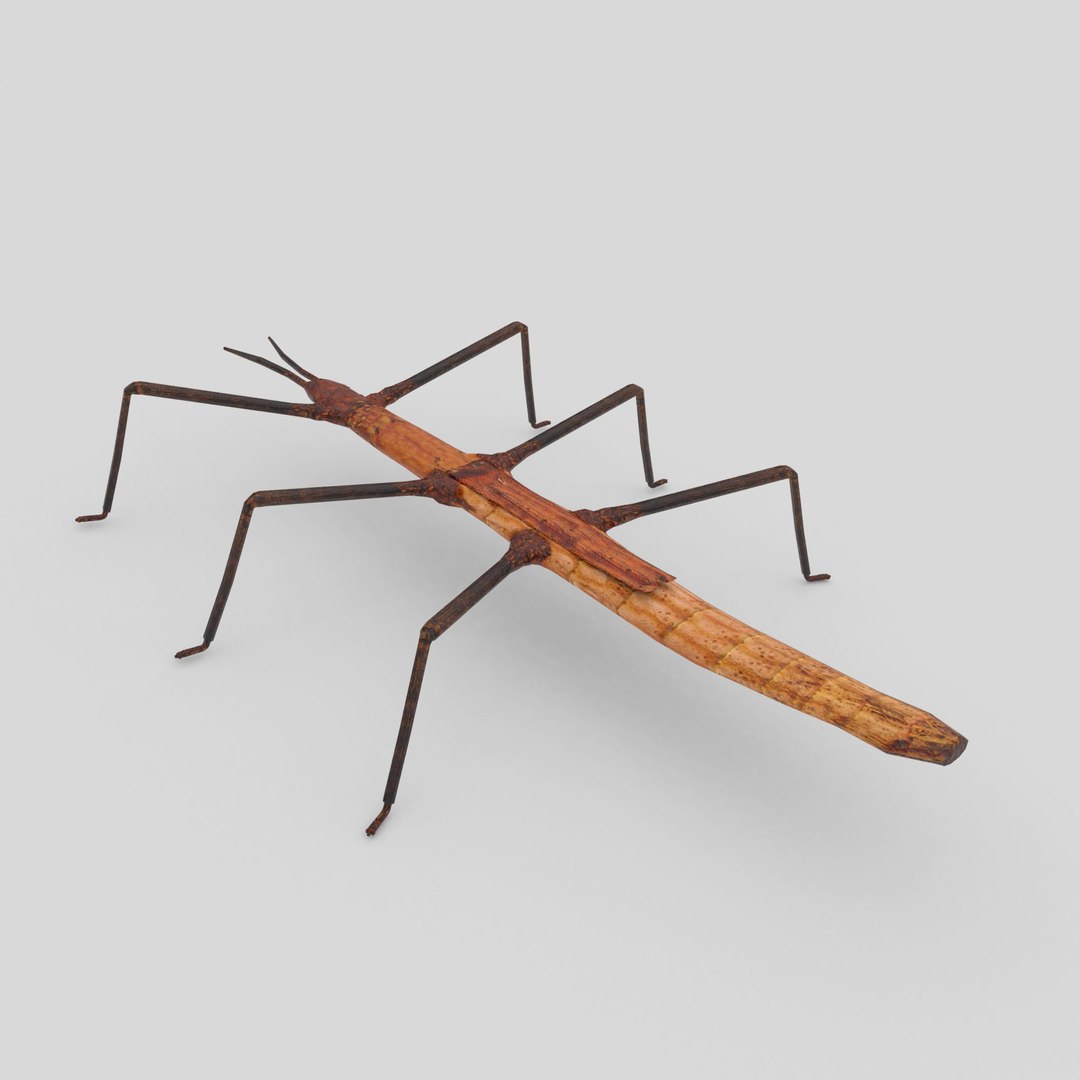 Stick Insect 3D Model - TurboSquid 1318710