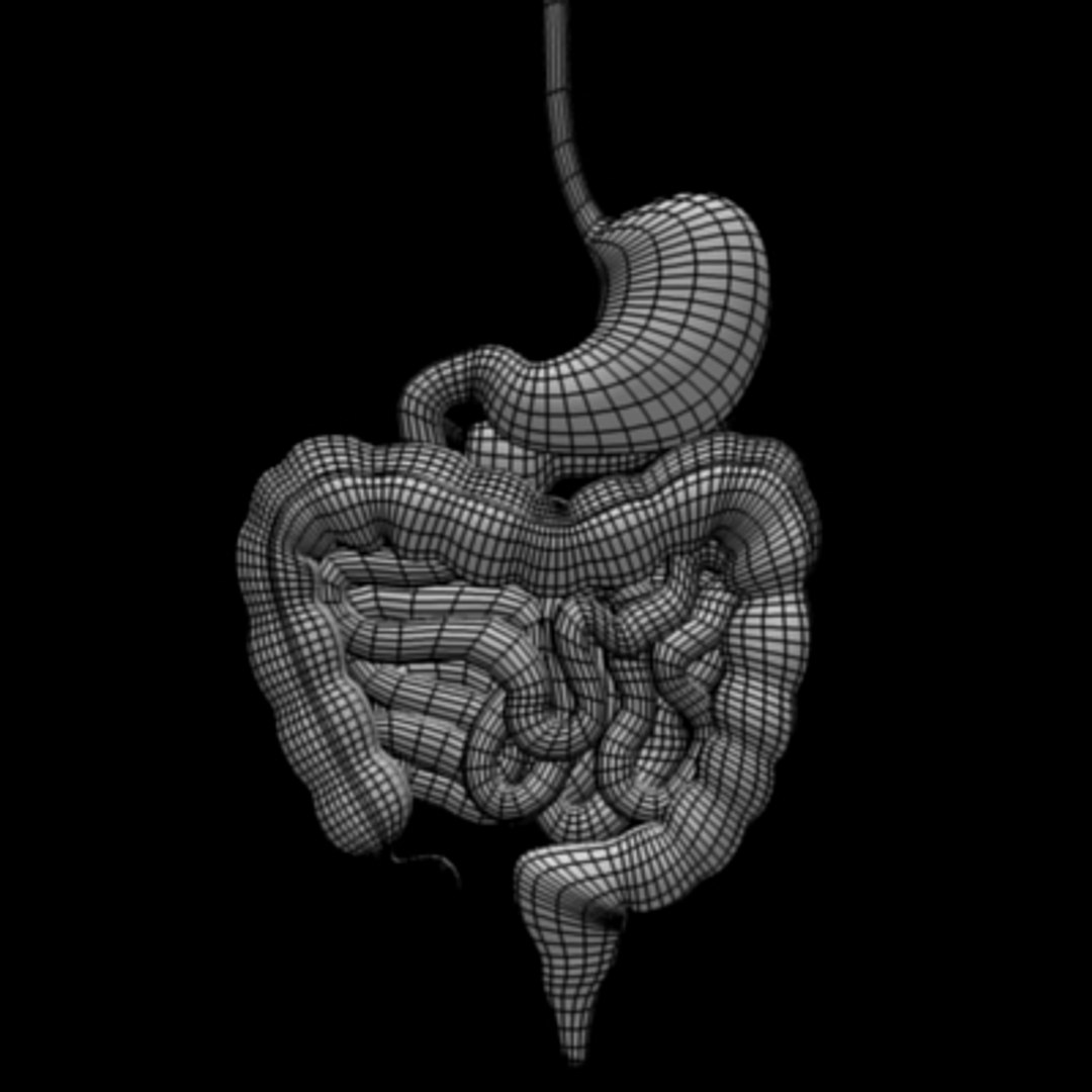 3d Digestive Model