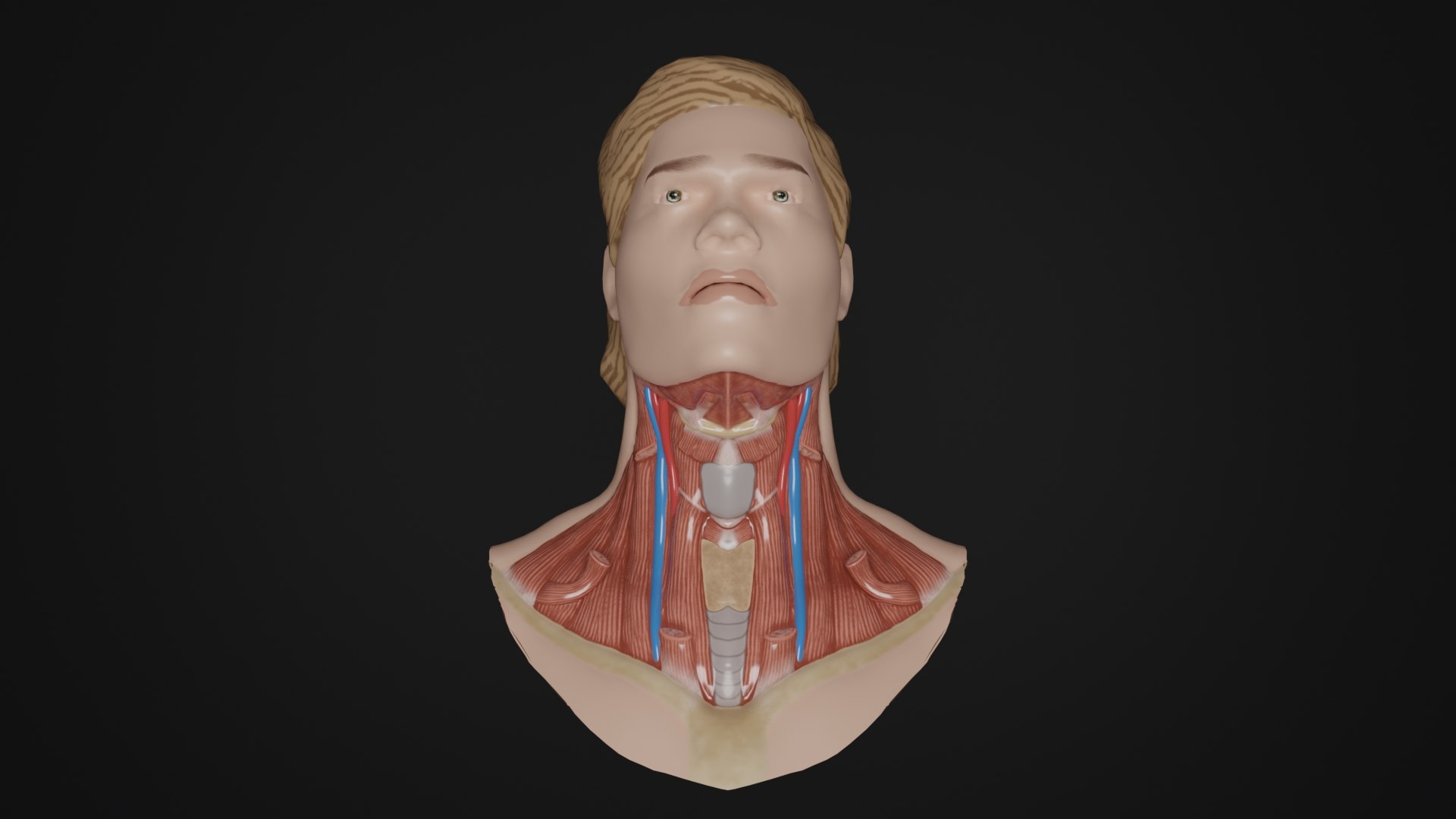 3D Human Anatomy-Muscular System-Neck Anterior Deep View - TurboSquid ...