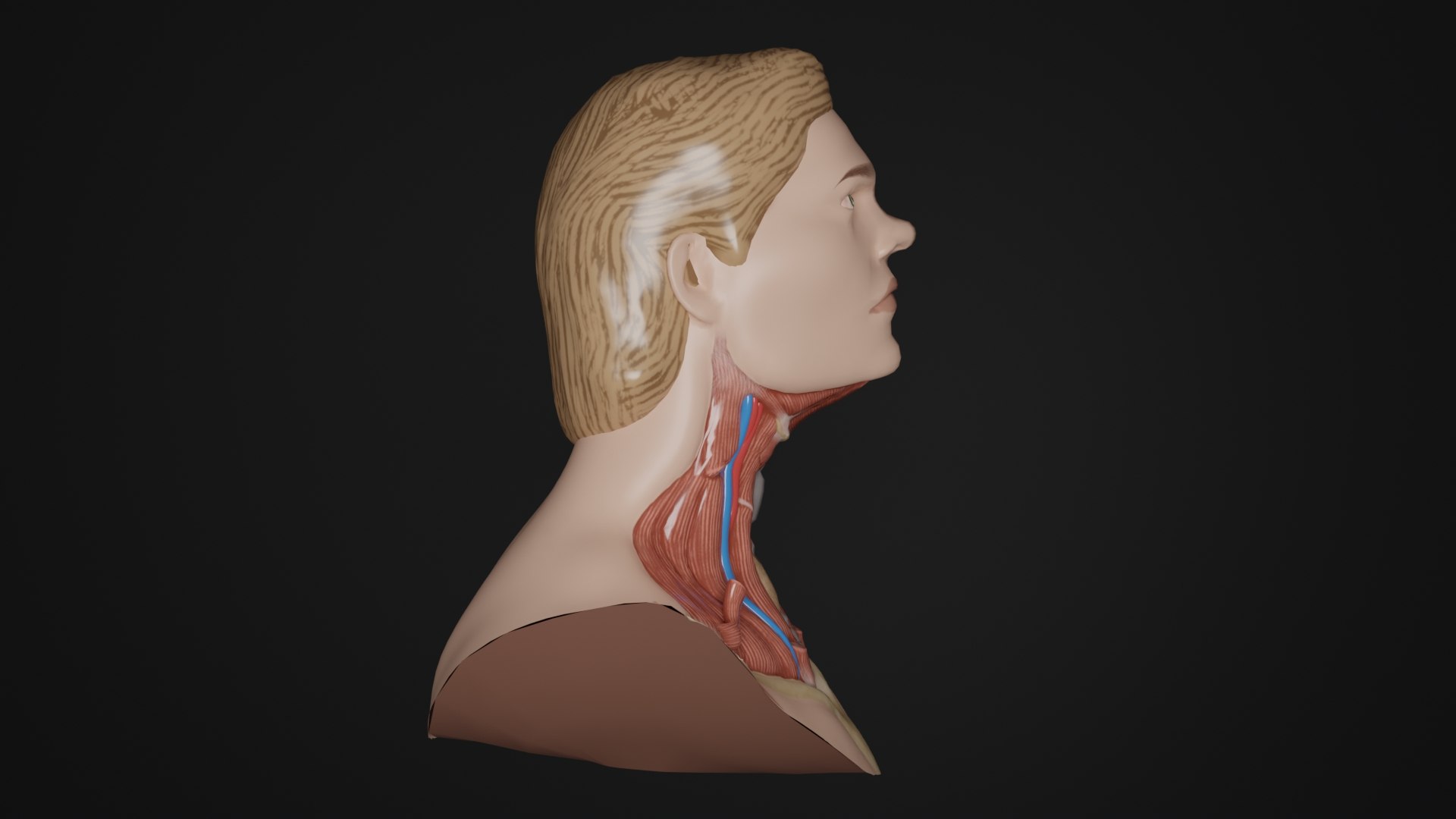 3D Human Anatomy-Muscular System-Neck Anterior Deep View - TurboSquid ...