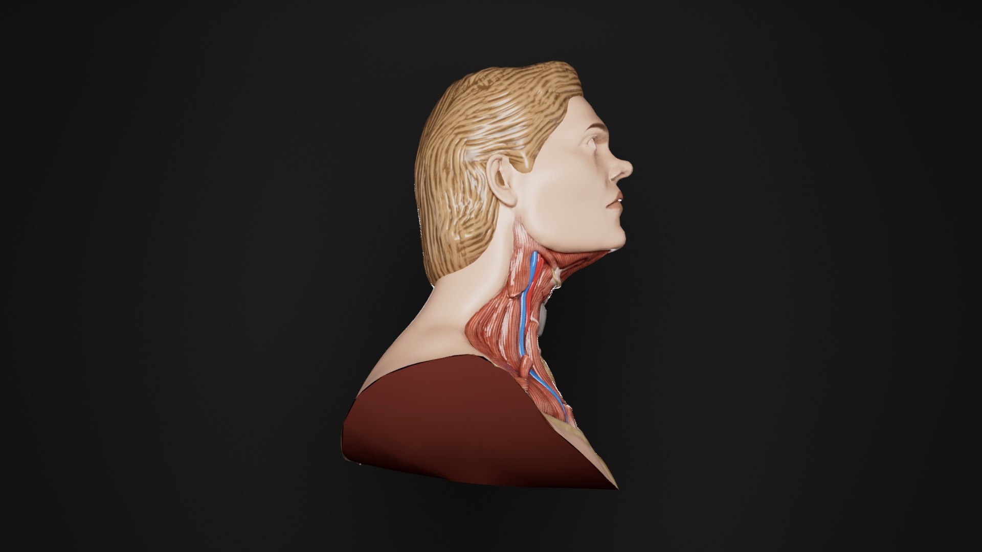 3D Human Anatomy-Muscular System-Neck Anterior Deep View - TurboSquid ...