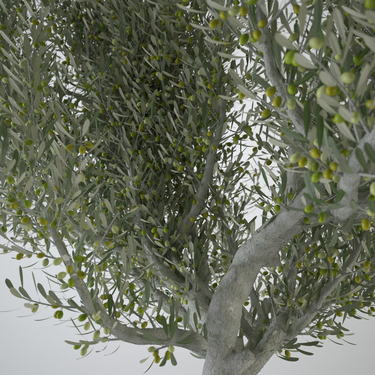 olive tree 3d max