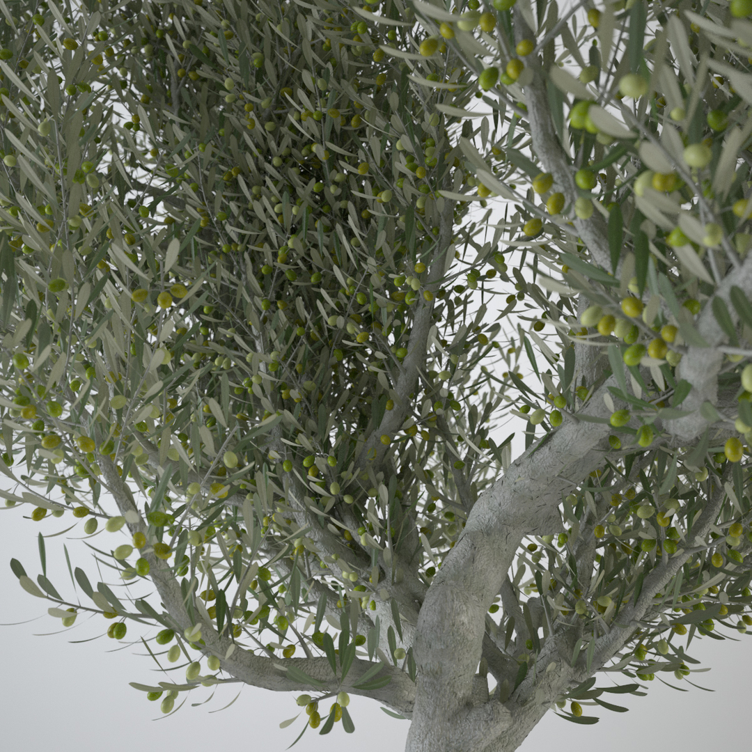 olive tree 3d max