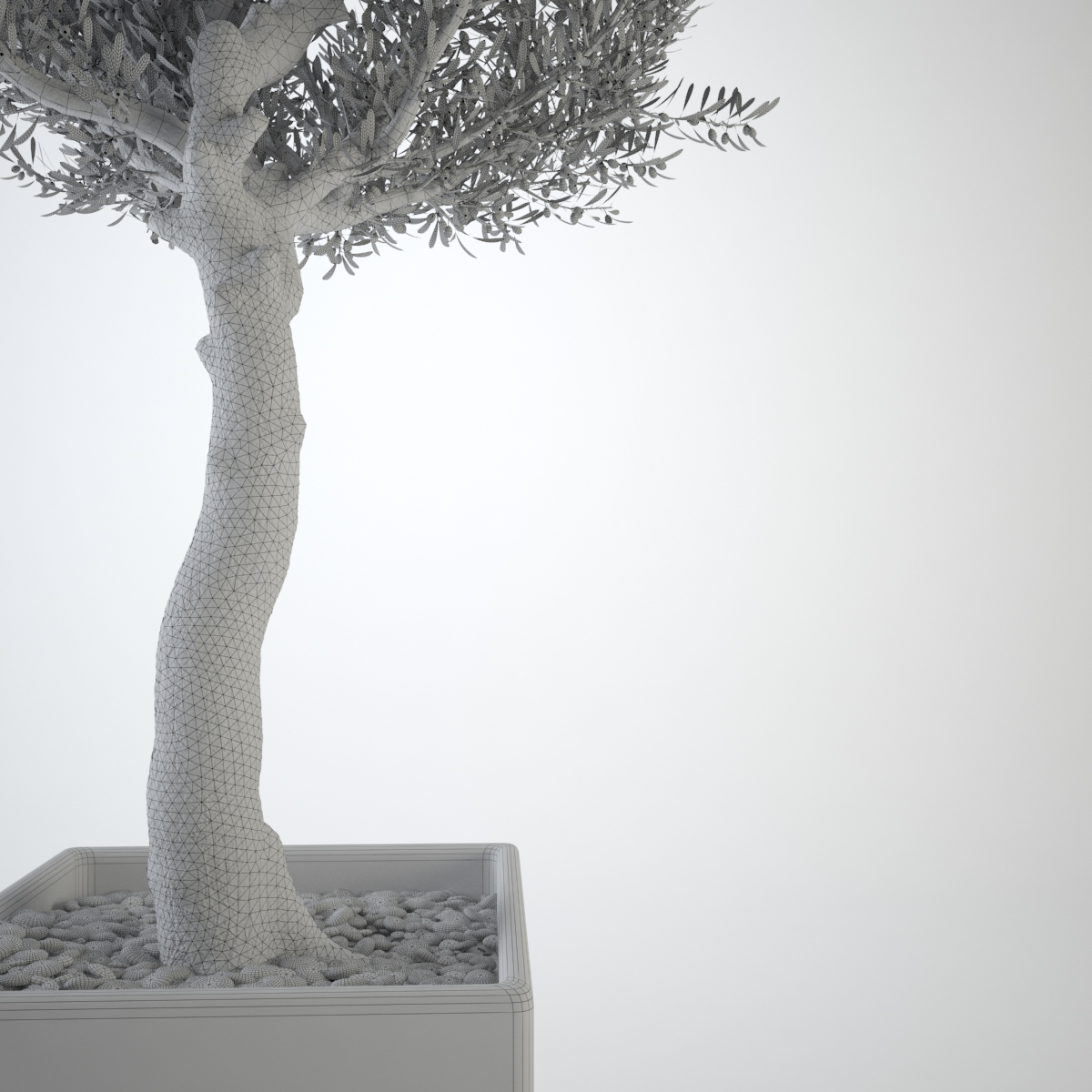 olive tree 3d max
