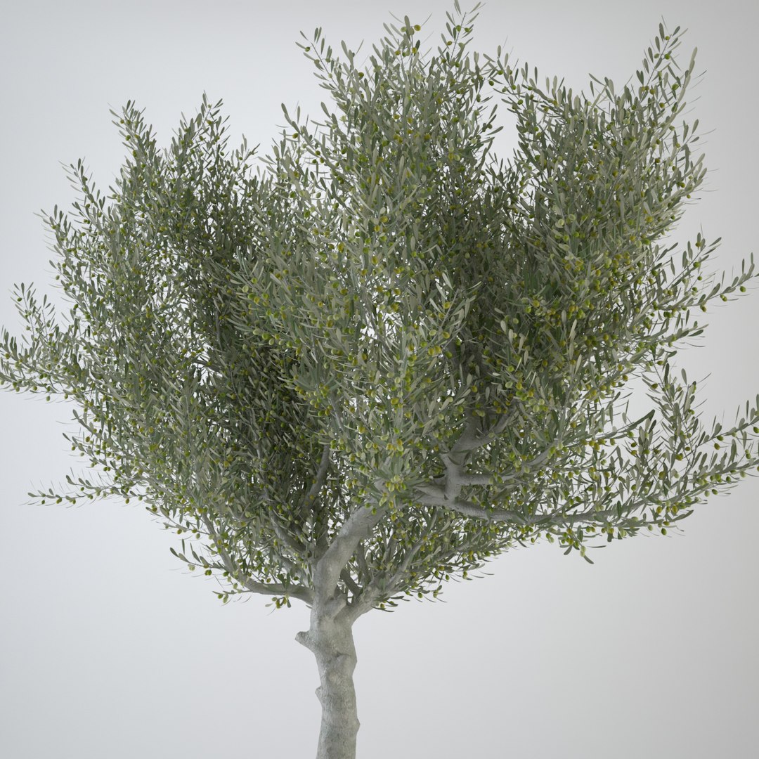 Olive Tree 3d Max