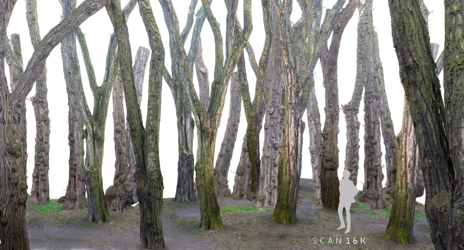 3d Model Trees Forest Nature