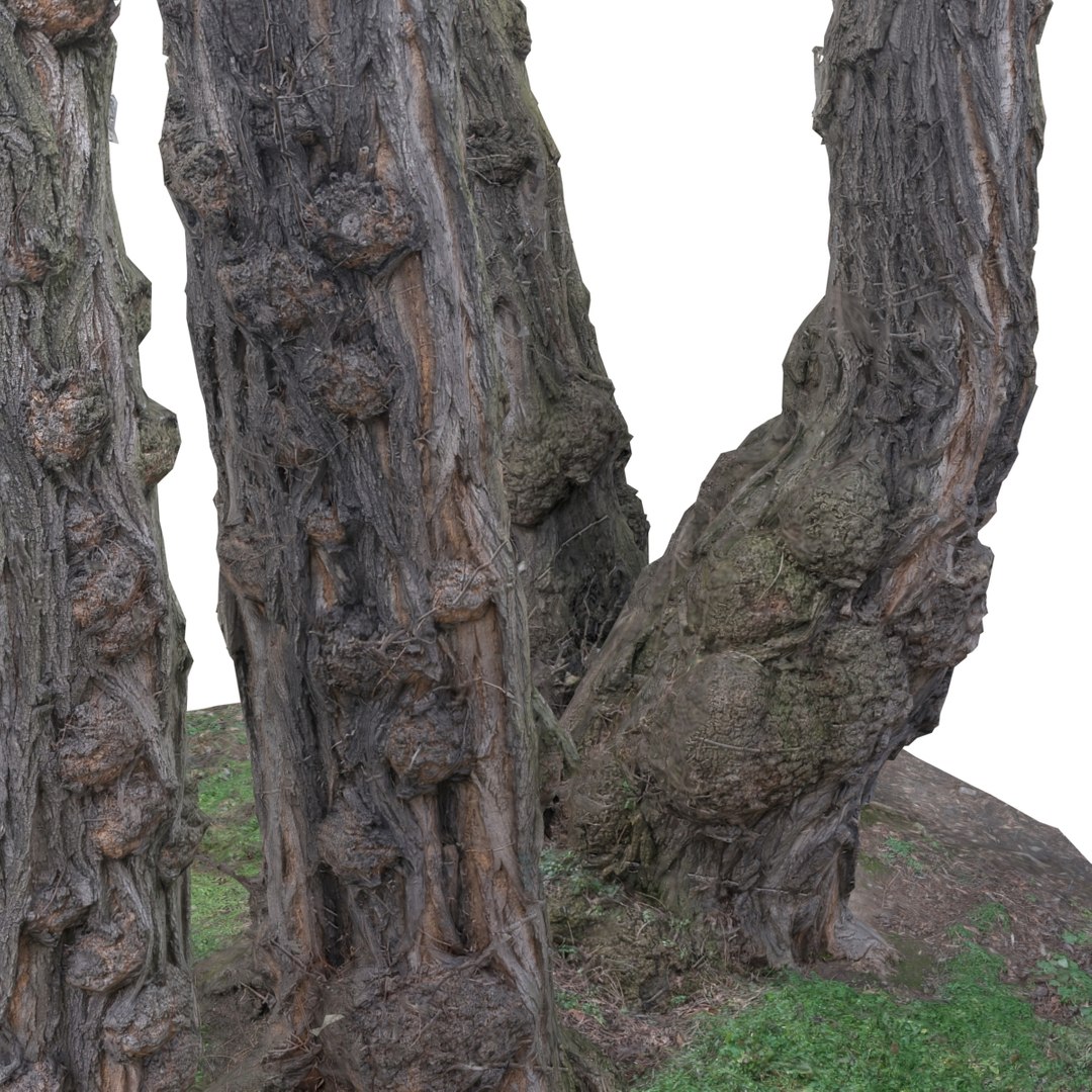 3d Model Trees Forest Nature