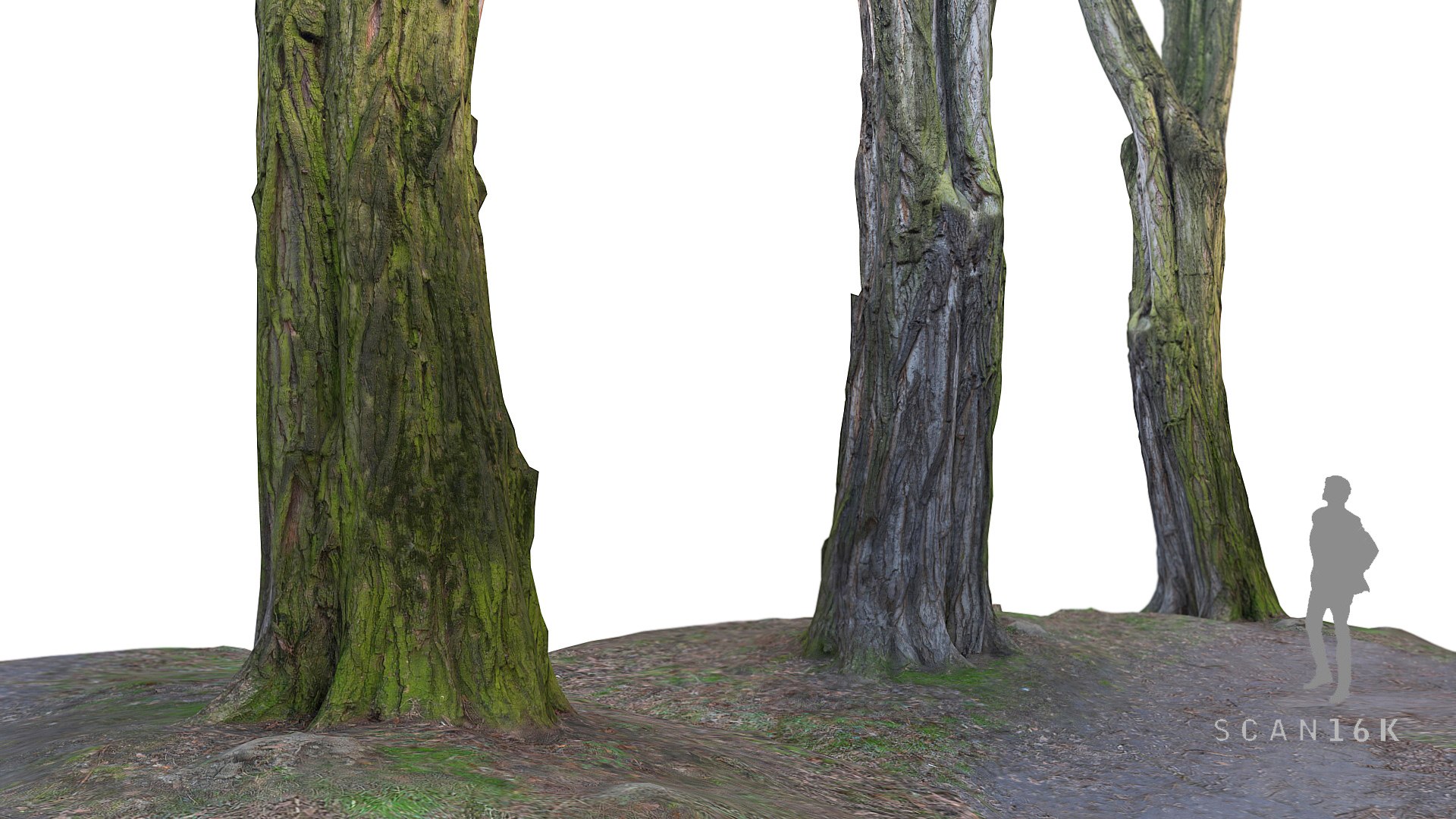 3d Model Trees Forest Nature