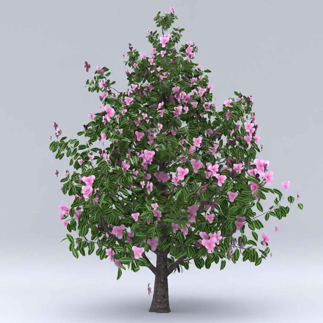 3D Magnolia Summer Hight Model - TurboSquid 1619884