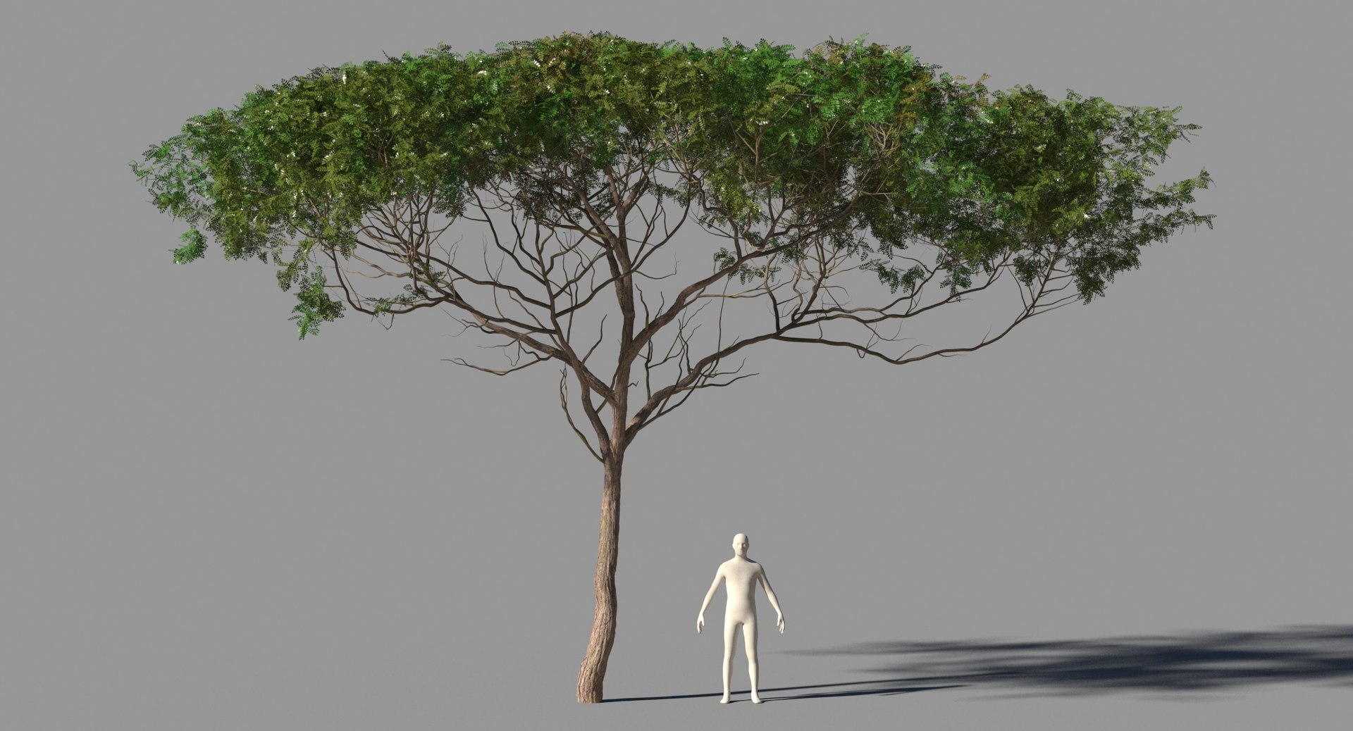 Acacia Tree 3D Model - TurboSquid 1430492