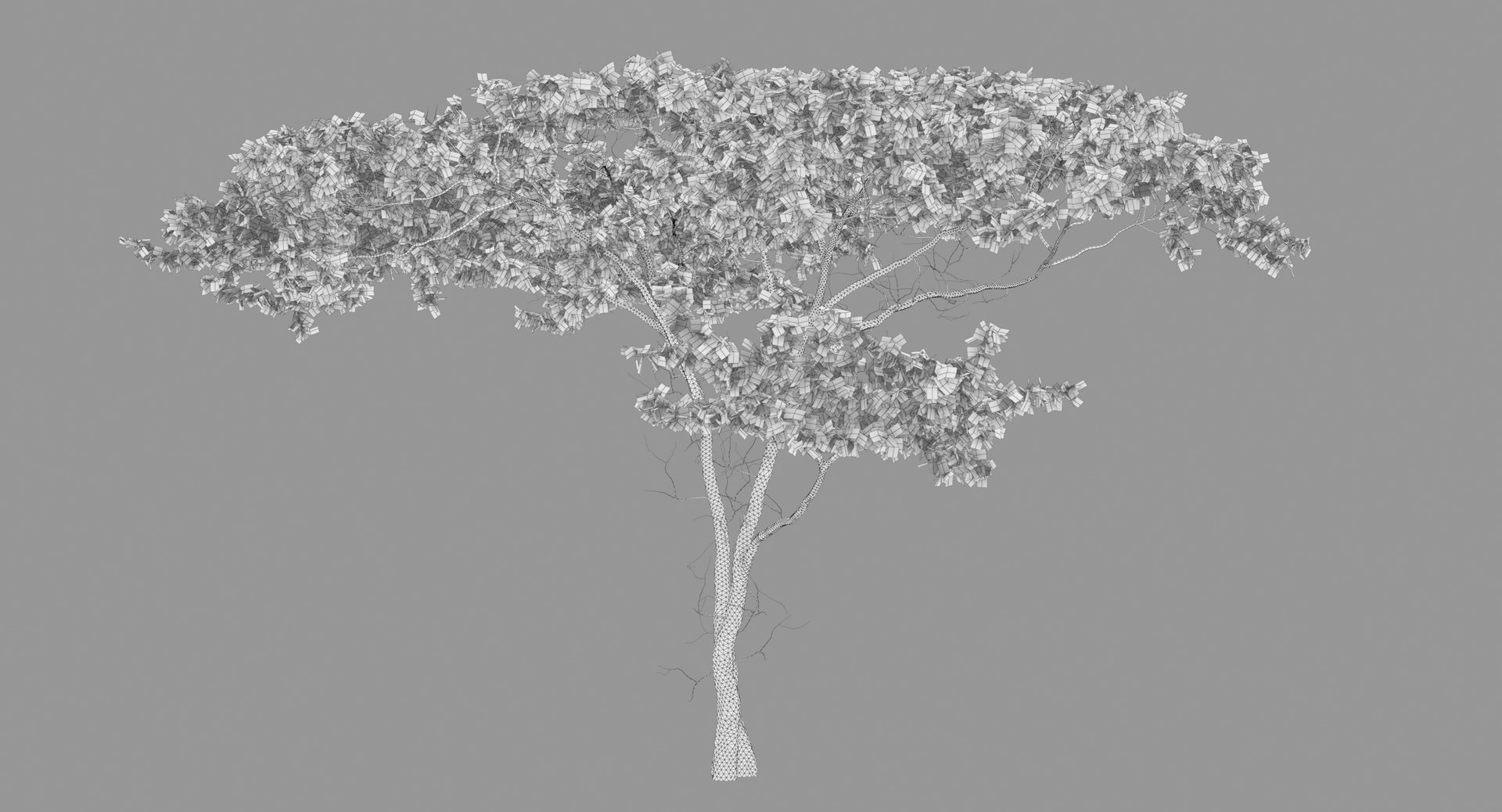 Acacia Tree 3D Model - TurboSquid 1430492