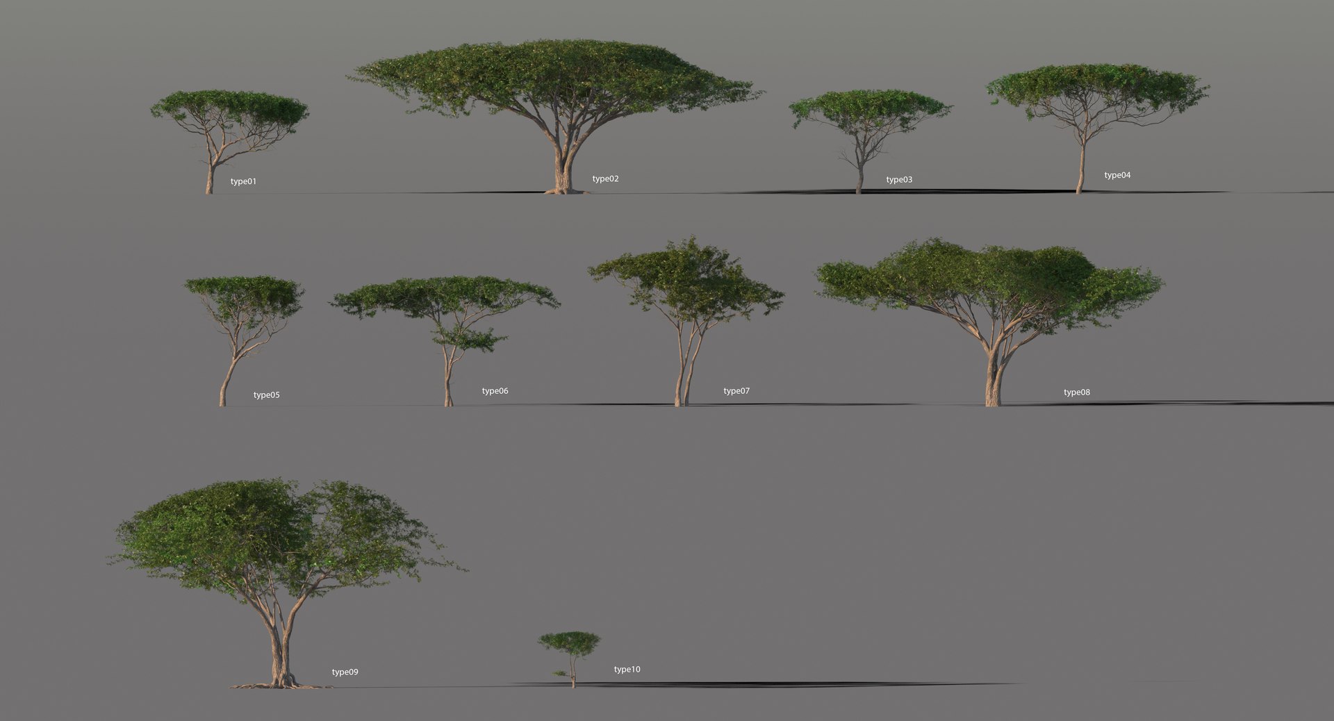 Acacia Tree 3D Model - TurboSquid 1430492