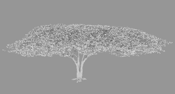 Acacia tree 3D model - TurboSquid 1430492