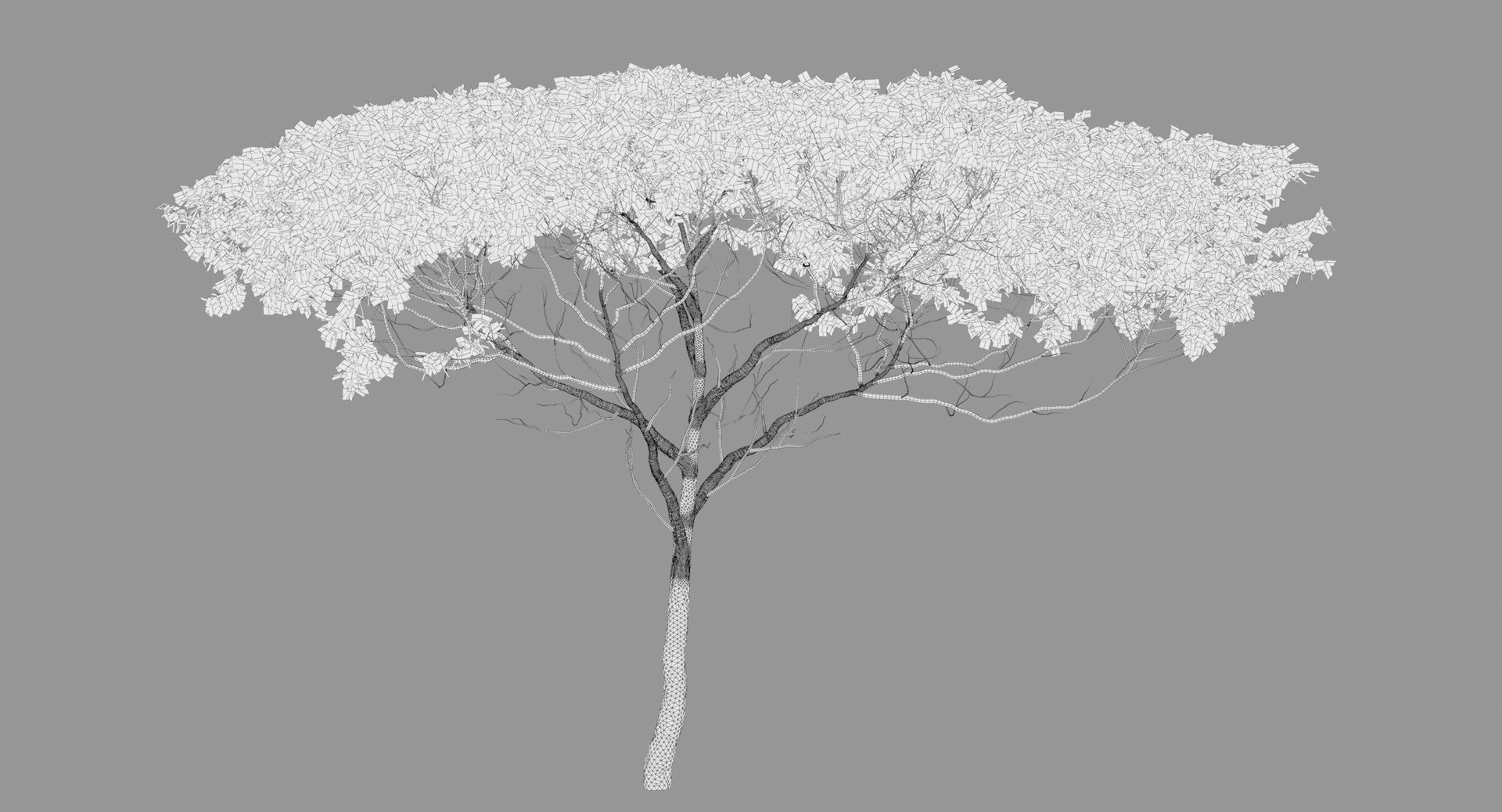 Acacia Tree 3D Model - TurboSquid 1430492