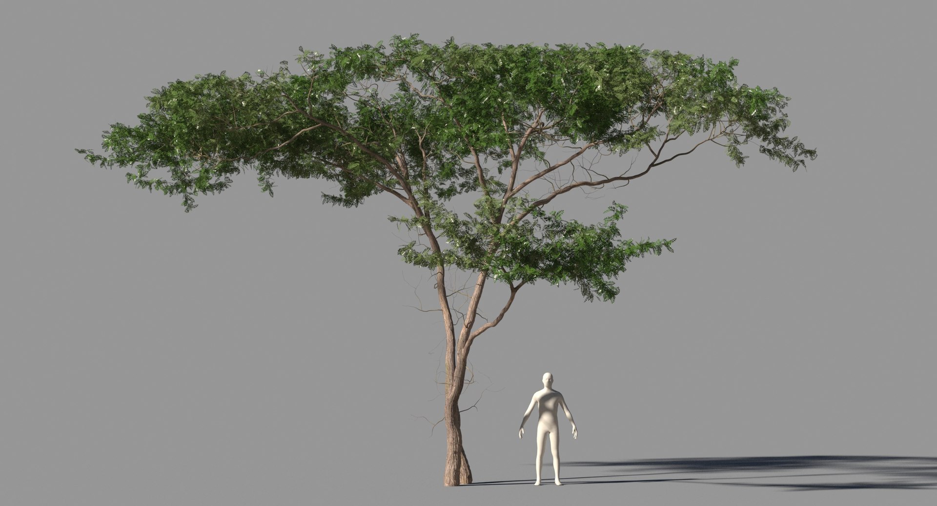 Acacia Tree 3D Model - TurboSquid 1430492