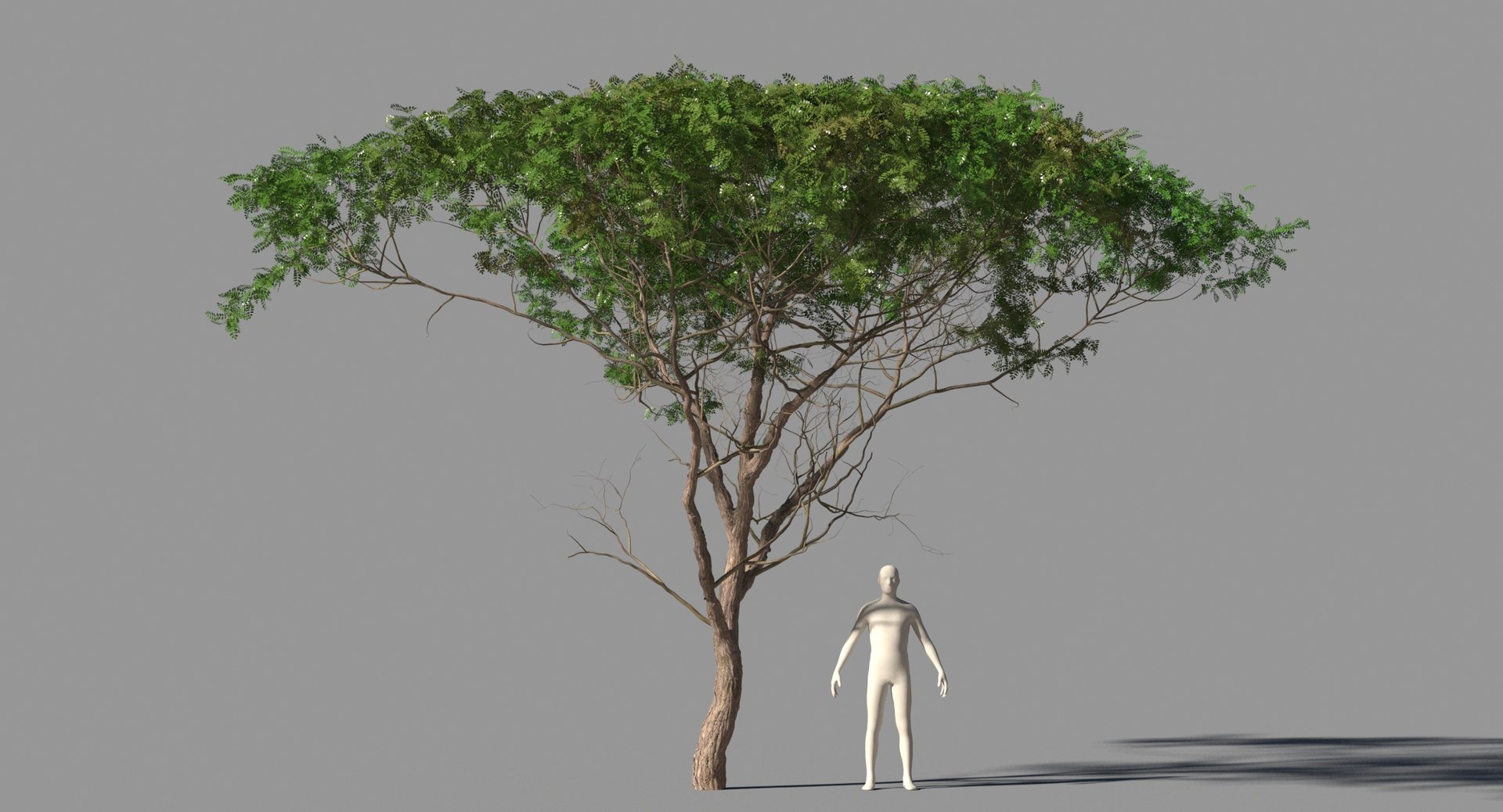 Acacia Tree 3D Model - TurboSquid 1430492
