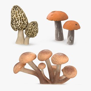 Fungus 3D Models for Download | TurboSquid