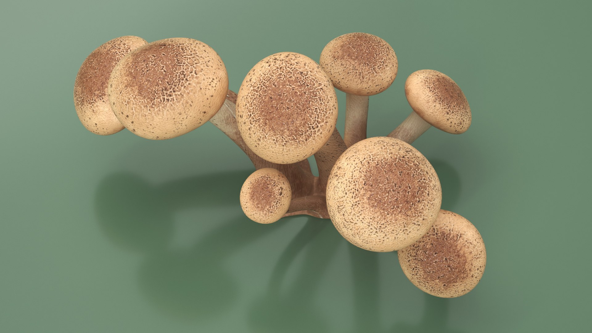 3D Edible Mushrooms Collection - TurboSquid 2234427