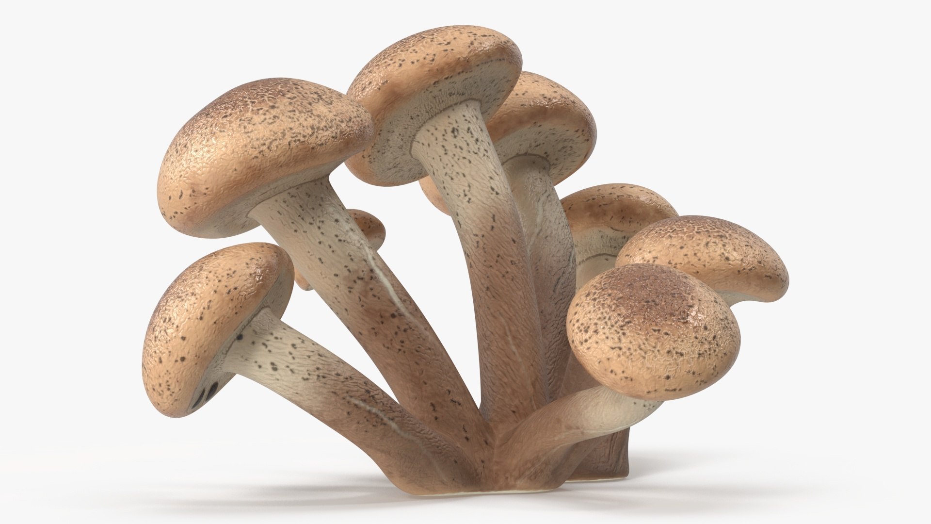3D Edible Mushrooms Collection - TurboSquid 2234427