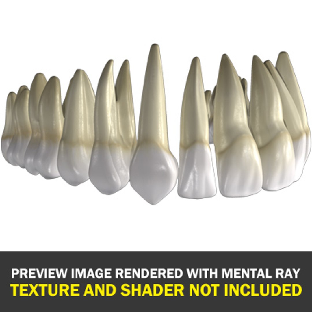 Superior Human Teeth 3d Model