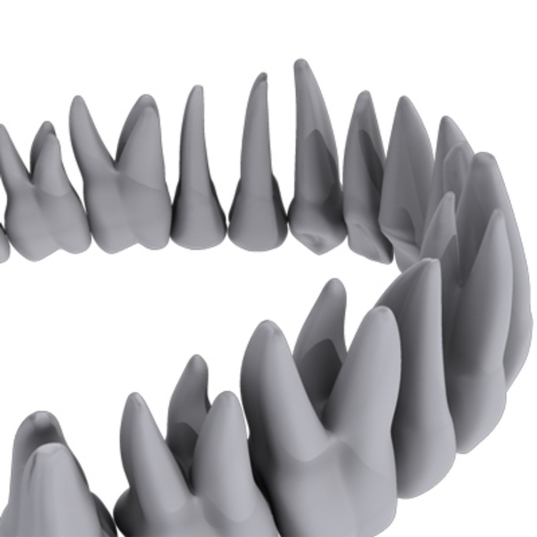 Superior Human Teeth 3d Model