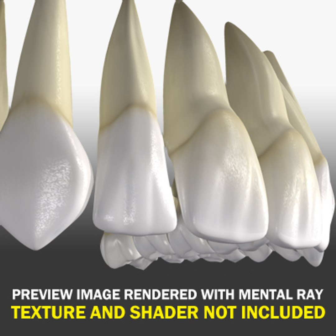 Superior Human Teeth 3d Model
