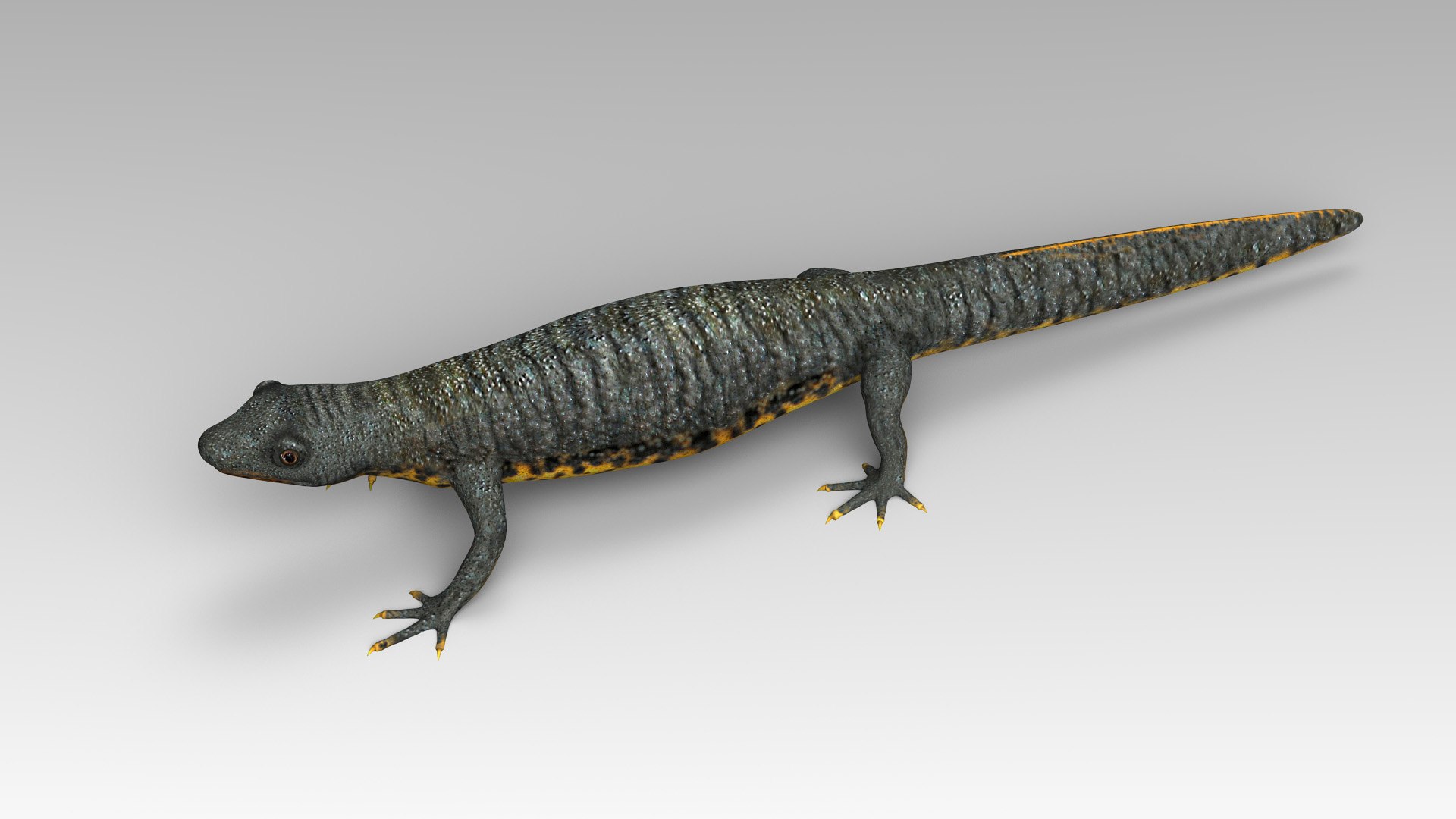 Salamander Amphibians Frogs Model - TurboSquid 1500045