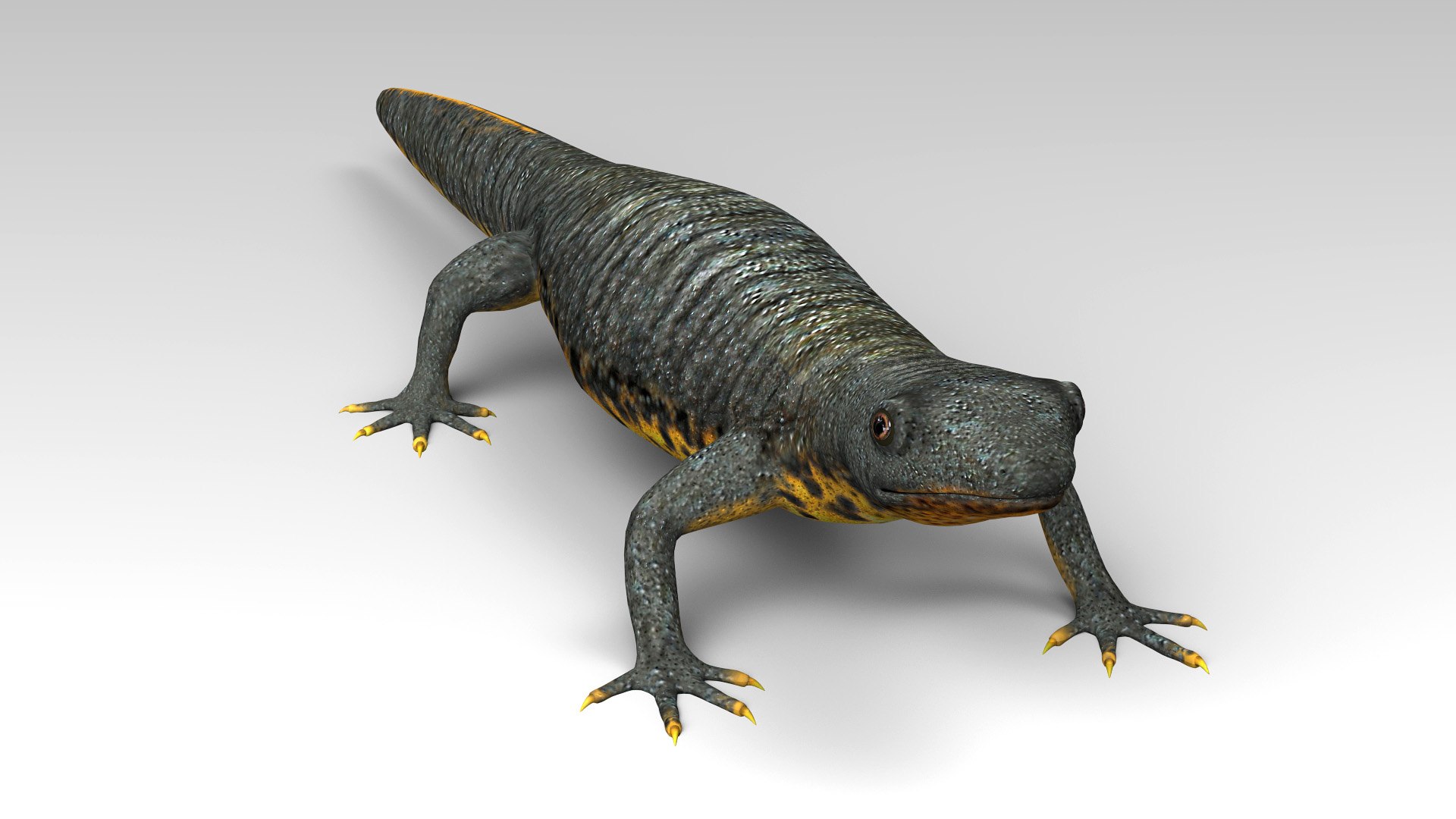 Salamander Amphibians Frogs Model - TurboSquid 1500045